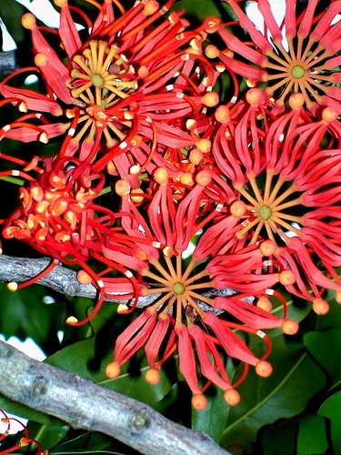 Piante esotiche ornamentali : Stenocarpus sinuatus